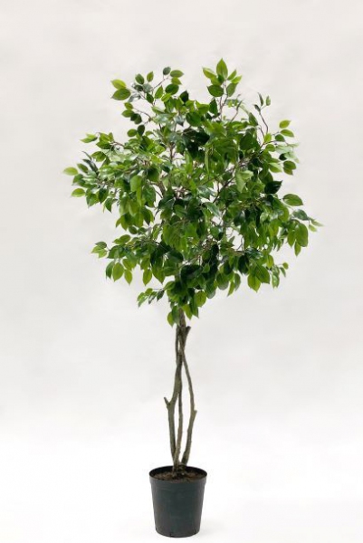 Ficus benjamina deluxe 180cm | Kunstplant.nl -Kunstplanten, kunstbomen ... Ficus benjamina deluxe 180cm | Kunstplant.nl -Kunstplanten, kunstbomen ...